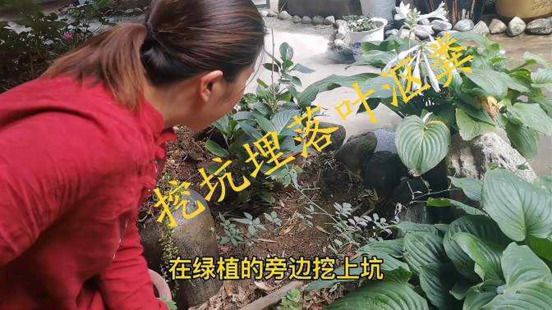 秋天,秦岭小院里的叶子开始飘落 挖坑把落叶埋起来沤粪