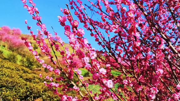 #治愈系风景 明天开始下雨,再约就是明年了。