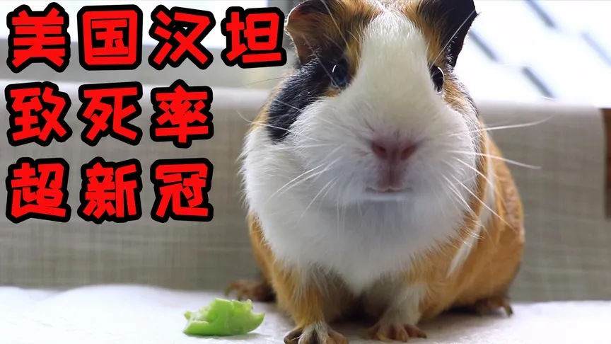 汉坦病毒是什么,传播途径是什么,仓鼠能传染么?我来详细解读!