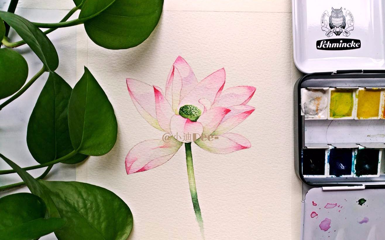【Dee水彩】来画荷花吧 新手向教程 包会!