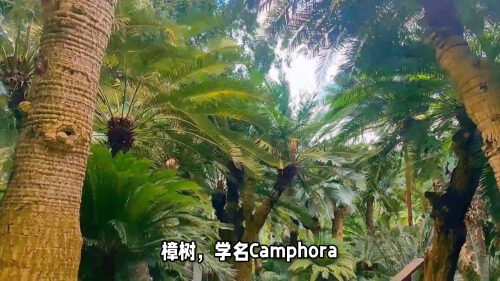 樟树:香樟树冠广展枝叶茂密,雄伟四季常青。优良绿化行道庭荫树