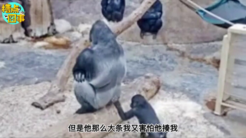 二哈你的爱情没结果的,放弃吧,你配不上他