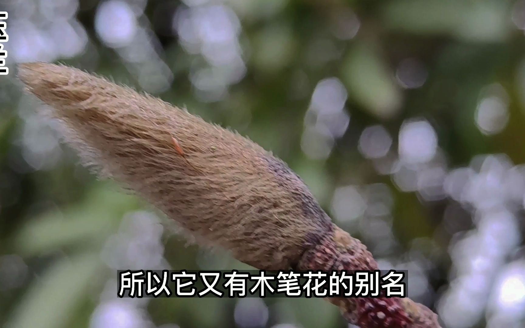 玉兰在古代统称木兰,玉兰的花蕾就是著名药材辛夷