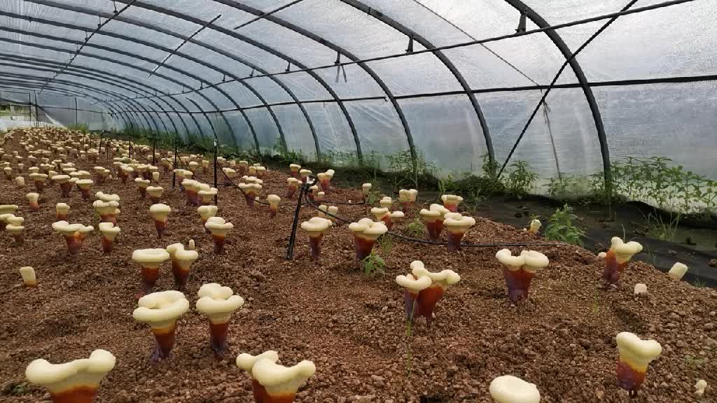 大兴安岭森林人放下斧头锯,种植灵芝致富,不久将收获孢子粉