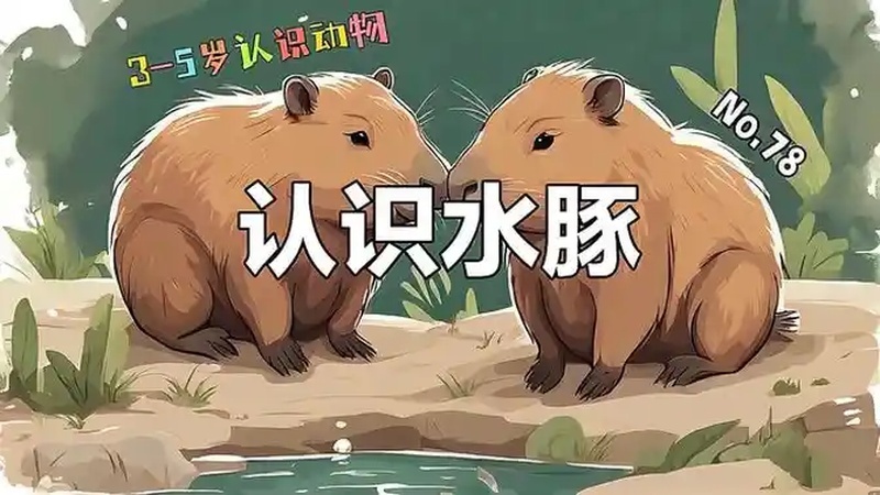 水豚:南美最大啮齿类动物,温和又可爱