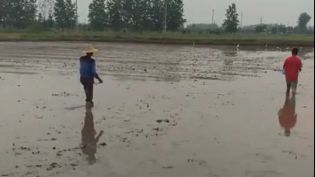农村种植水稻的一种方法,抛秧,不用插秧了省去很多道工序