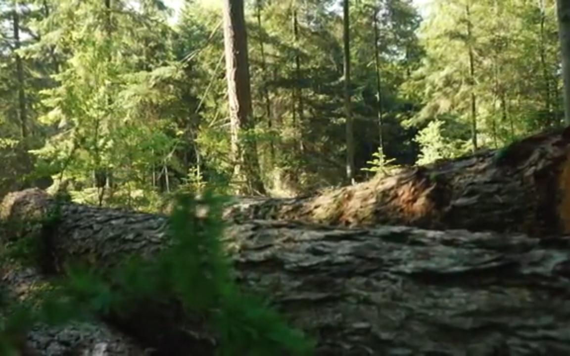 自己的林木也不能随便砍,小心构成滥伐林木罪