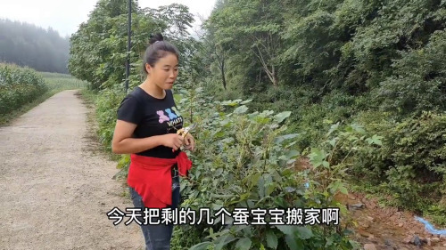 蚕宝宝越长越大真可爱,小霞对它们爱不释手,每天山上保护有效果