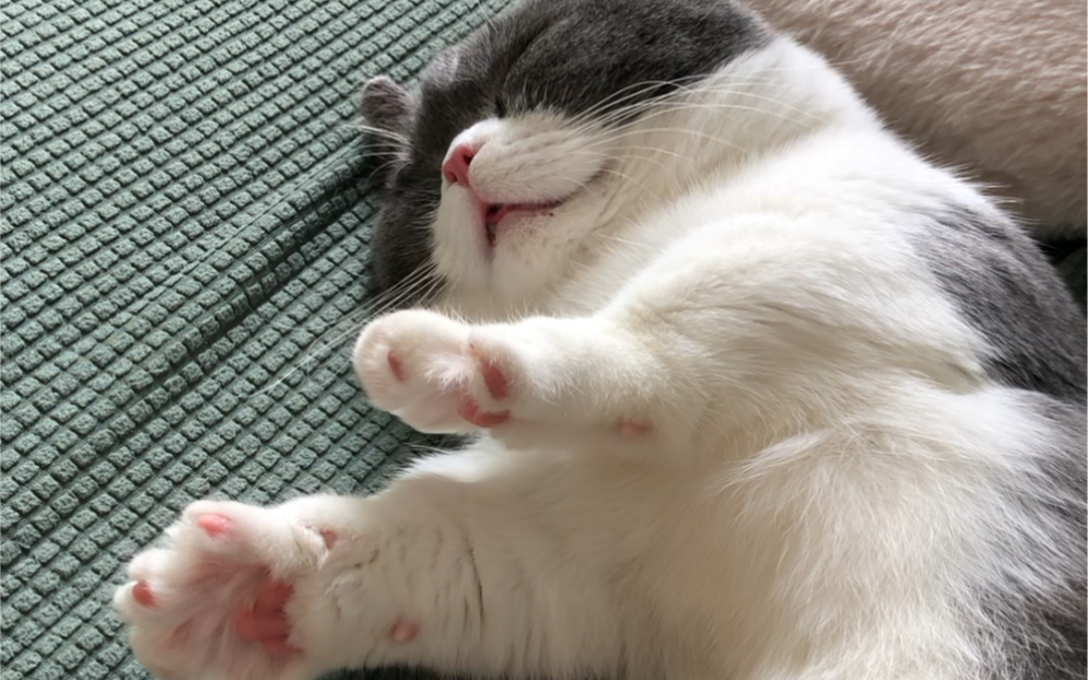 怎么会有这么爱撒娇的小猫咪