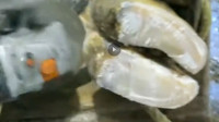 主人在给牛蹄子修理,用砂轮机打磨