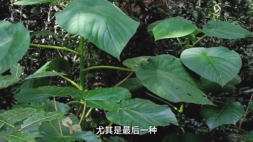 世界最毒的五种植物,最后一种就在我们身边