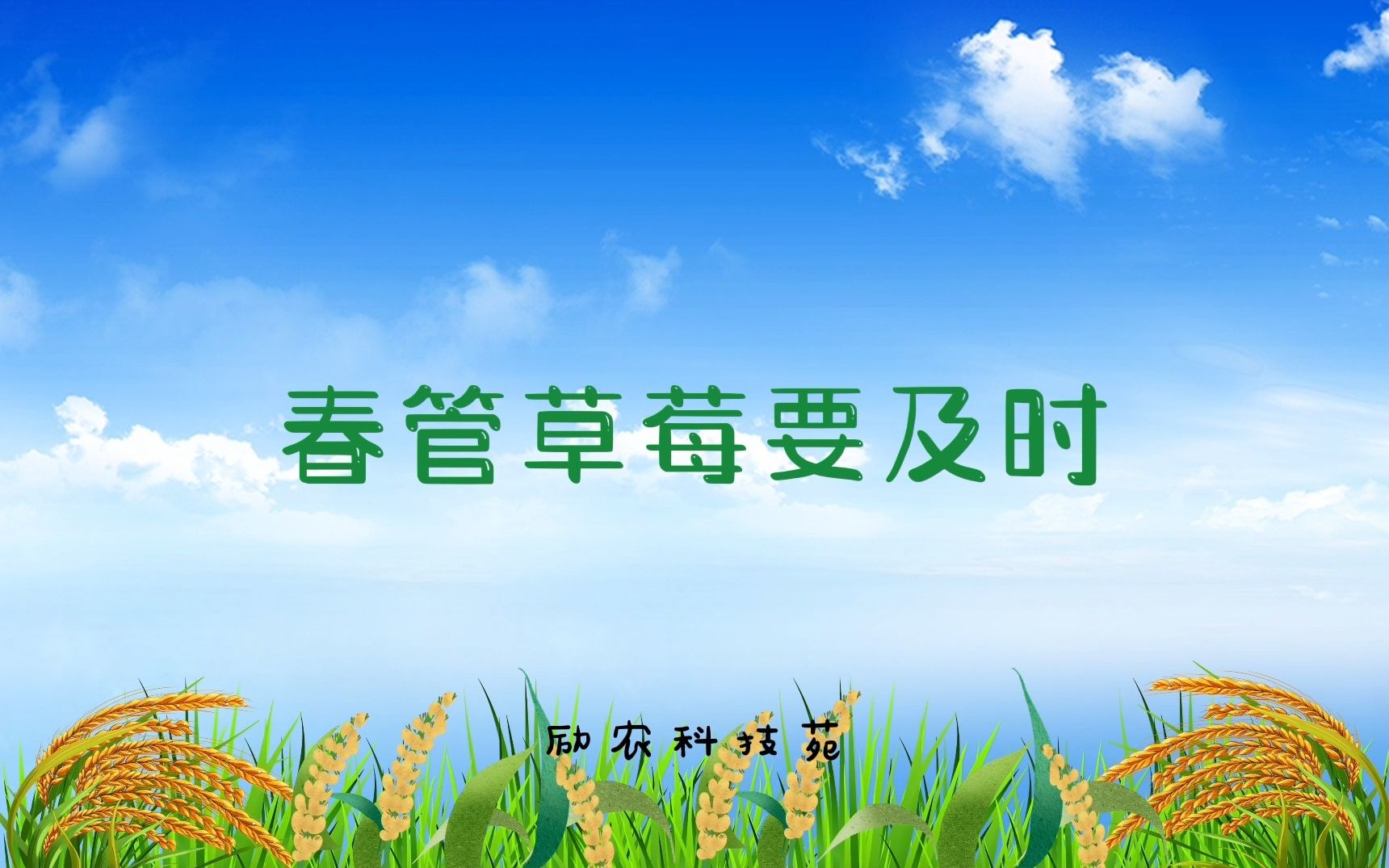 春管草莓要及时
