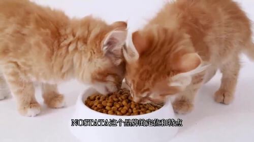 NOSTATA真实测评!它到底值不值这个价?揭秘高端背后的真相