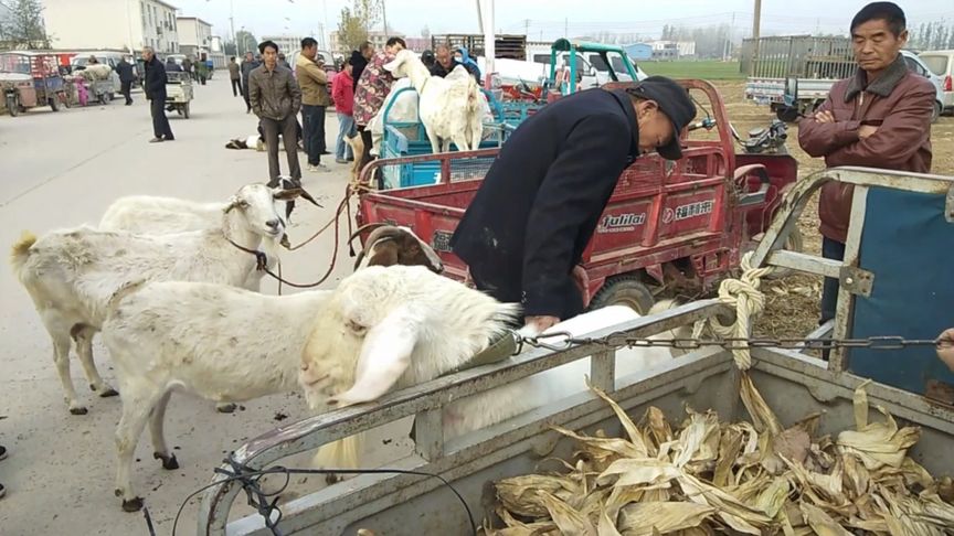 现在山羊价格多少钱一斤?大爷告诉你最新价格,看成交价是多少