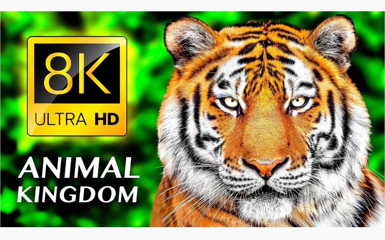 美丽的动物王国8K超高清