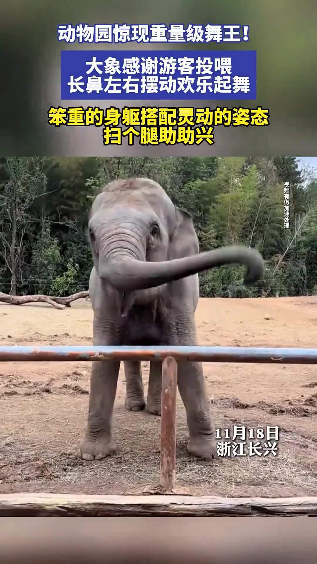 动物园惊现重量级舞王!大象长鼻摆动,为游客投喂欢乐起舞