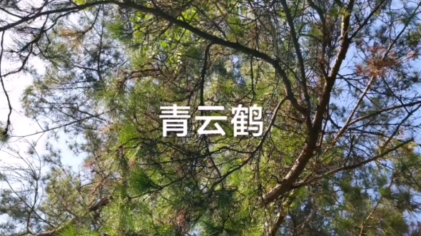 解惑:青云鹤松针的功效与作用禁忌