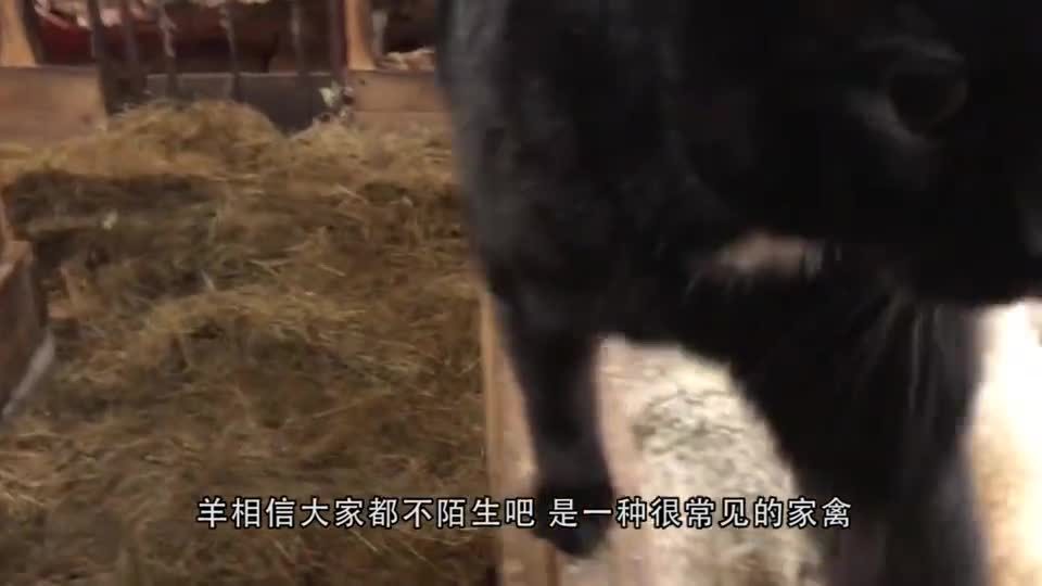 羊的视频大全搞笑视频