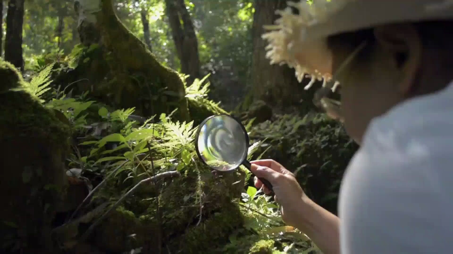 昆虫有着重要的生态角色,研究表明数量下降得让人不安!