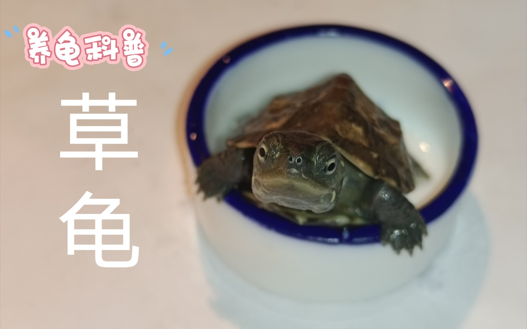 养龟科普系列——小草龟的简单介绍