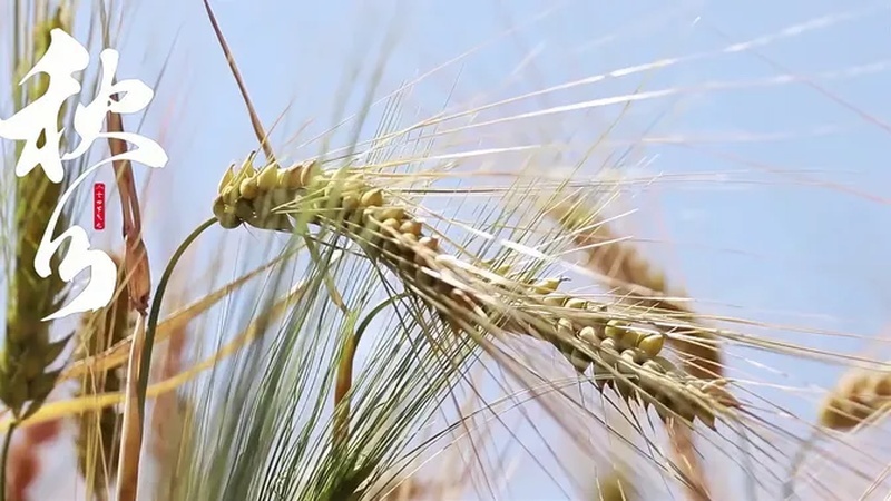 芒种简介和芒种习俗