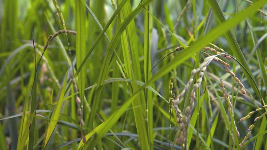 水稻变成大米的过程揭秘!你天天都在吃它但你知道吗?