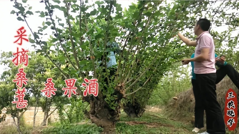 农村小哥现摘桑葚,自泡桑果酒,益处多多