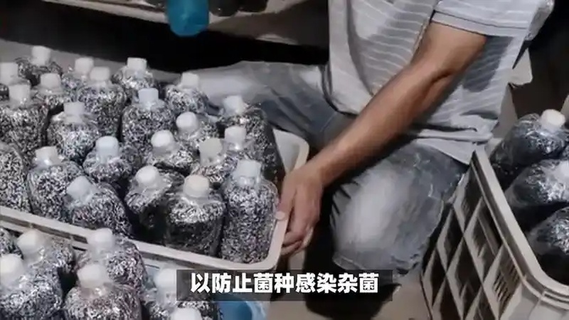 桑黄人工栽培技术,亩收入和利润,以及种植前景