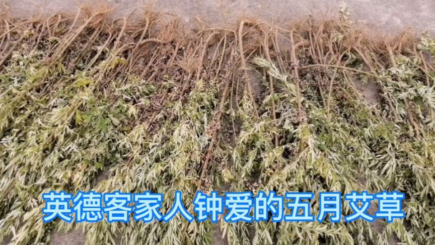 端午节过后,五月艾用起来,不起眼的艾叶究竟有什么功效,知道吗