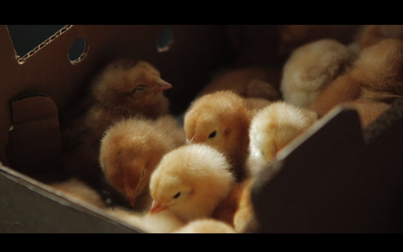 【纪录片】最大的小小农场/The Biggest Little Farm