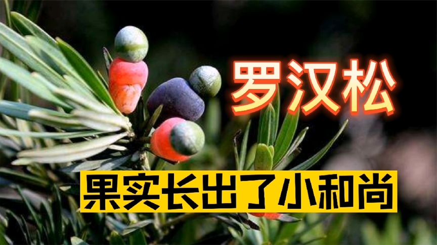 看看罗汉松的果实像什么?名副其实呀,三招教你怎么养