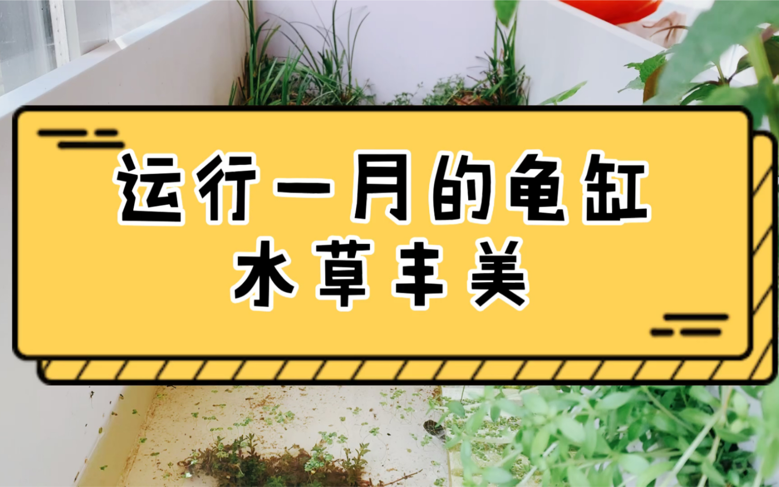 水陆龟缸运行一个月 水草丰美 龟龟很开心 欢迎来咨制作方式