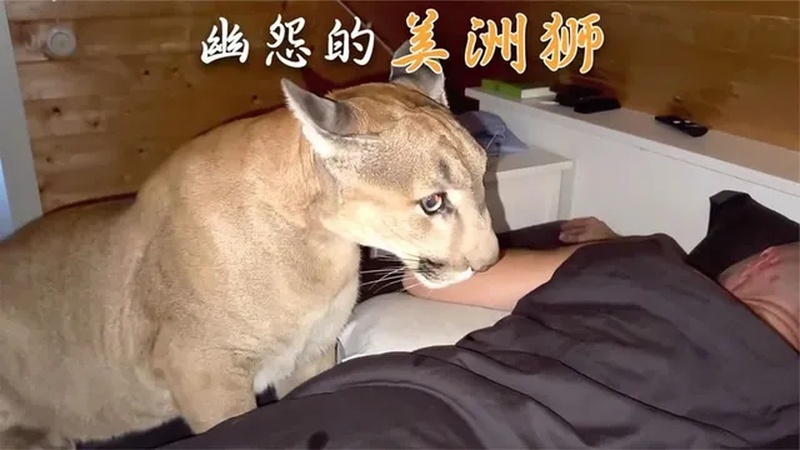 国外网友收养一只大猫咪,天刚亮就撒娇蹭蹭,还露出幽怨的小眼神