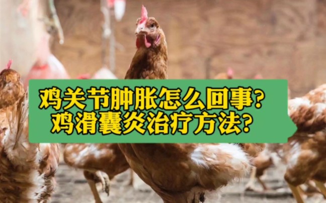 ...鸡滑囊炎治疗方法?#禽病防治#畜禽技术管理#鸡鸭鹅养殖#所有养鸡人