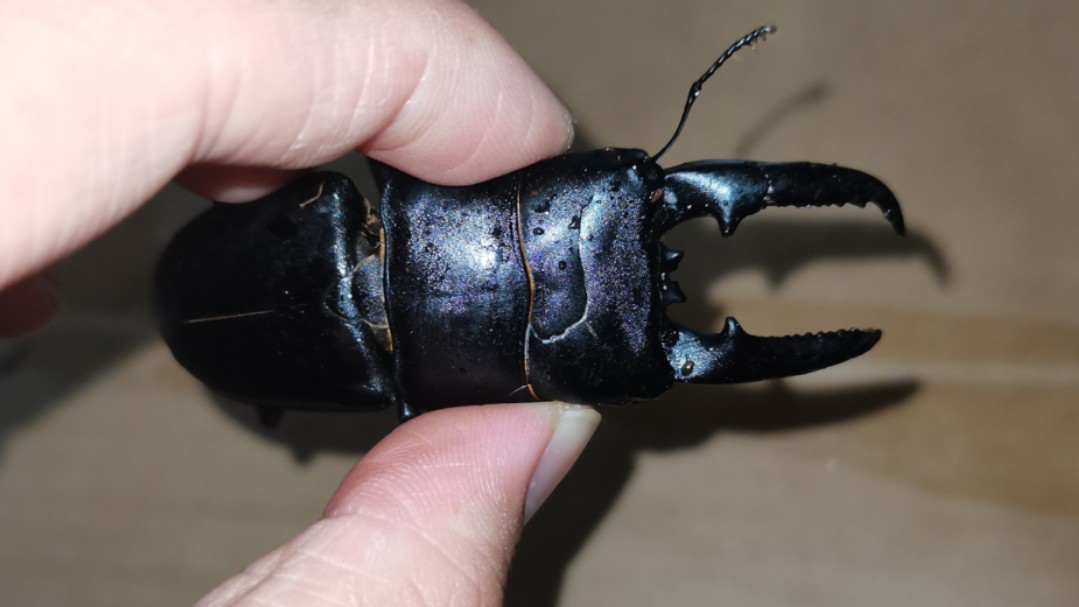 甲虫硬度测试【看简介】