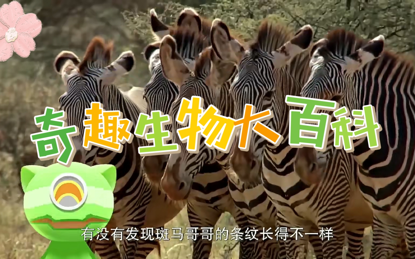 【全10节】小灯塔奇趣生物大百科