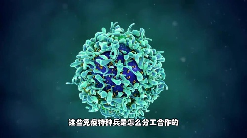 辅助性t细胞分裂分化成什么