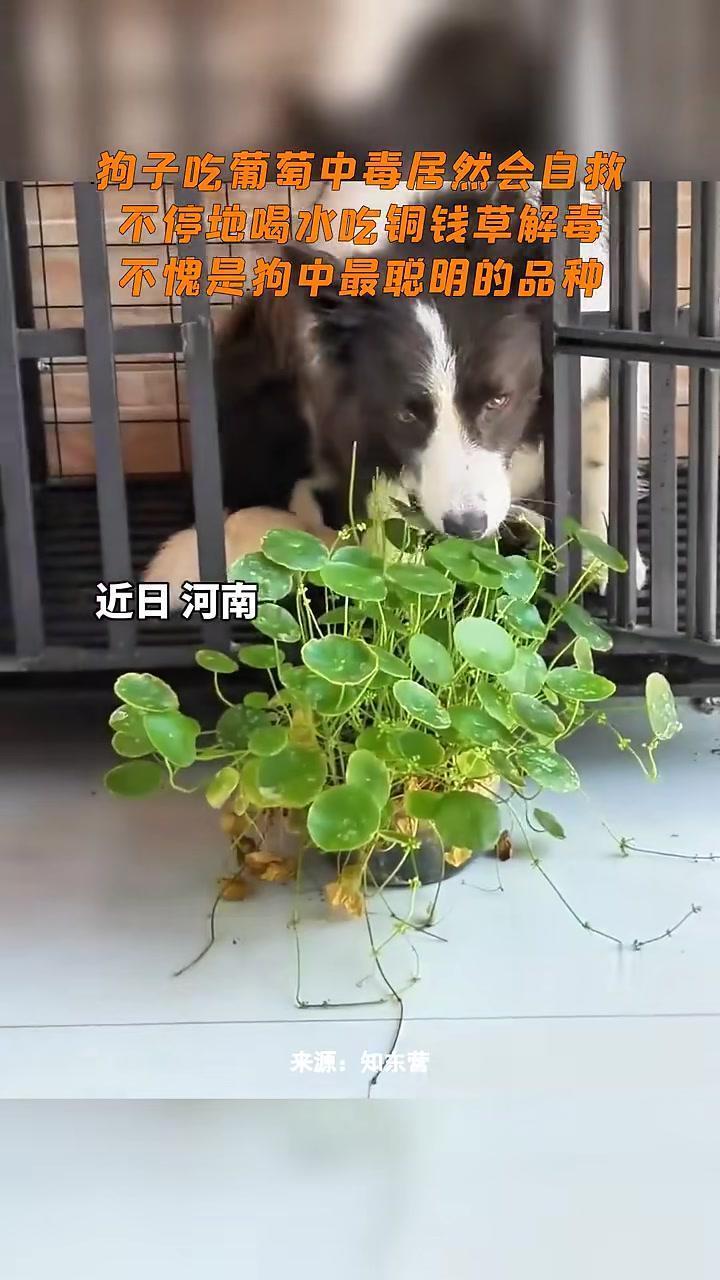狗子吃葡萄“中毒”居然会自救,不停地喝水、吃铜钱草解毒,不愧是狗...