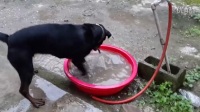 残忍斗狗比赛 斗牛犬比特犬打架视频
