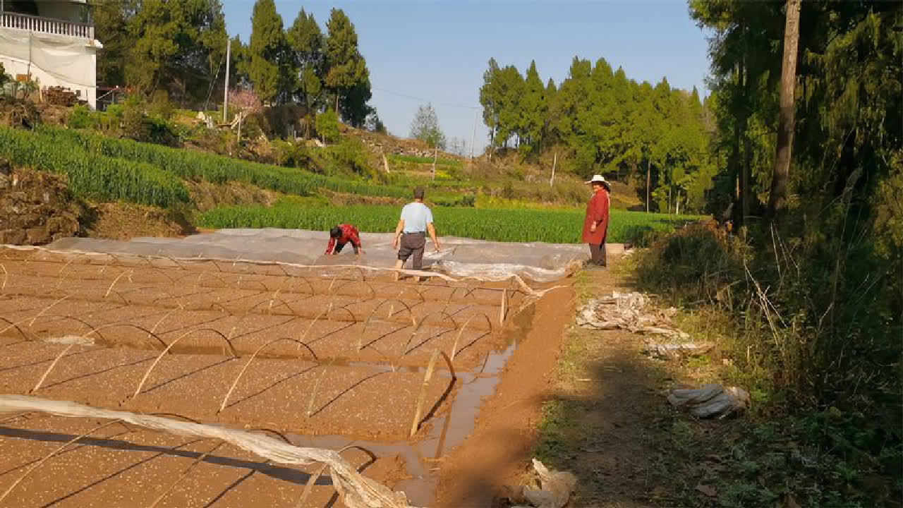 又到了一年播种的季节,爸爸今天开始育秧,这是种水稻的第一步