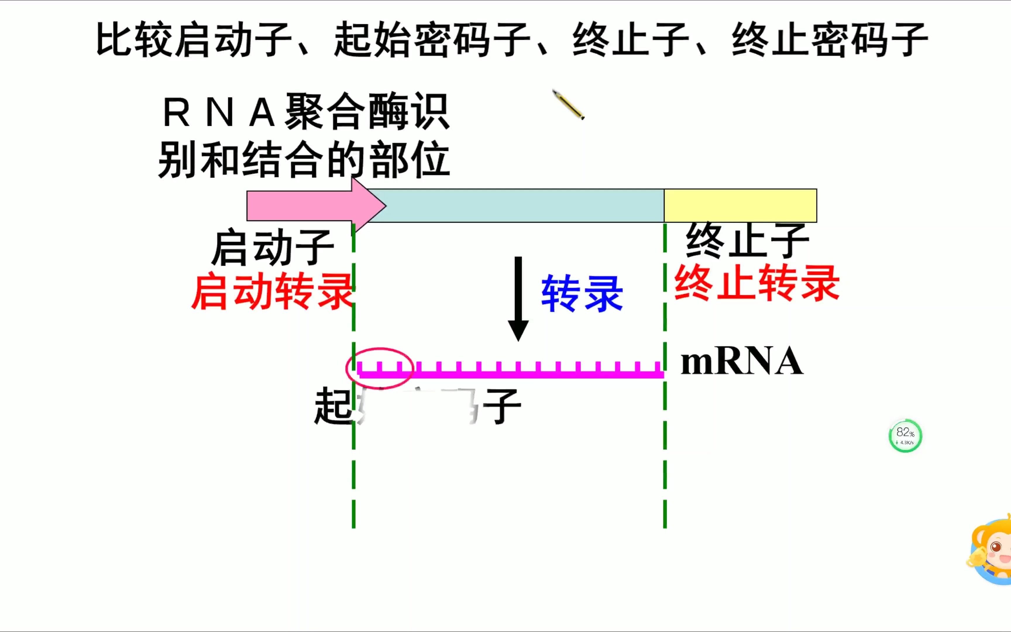 高中生物重难点剖析——启动子、终止子、起始与终止密码子