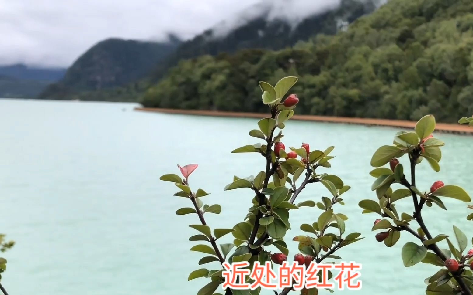 西藏林芝——雪域天堂美景巴松措,被世界旅游组织列入世界旅游景区