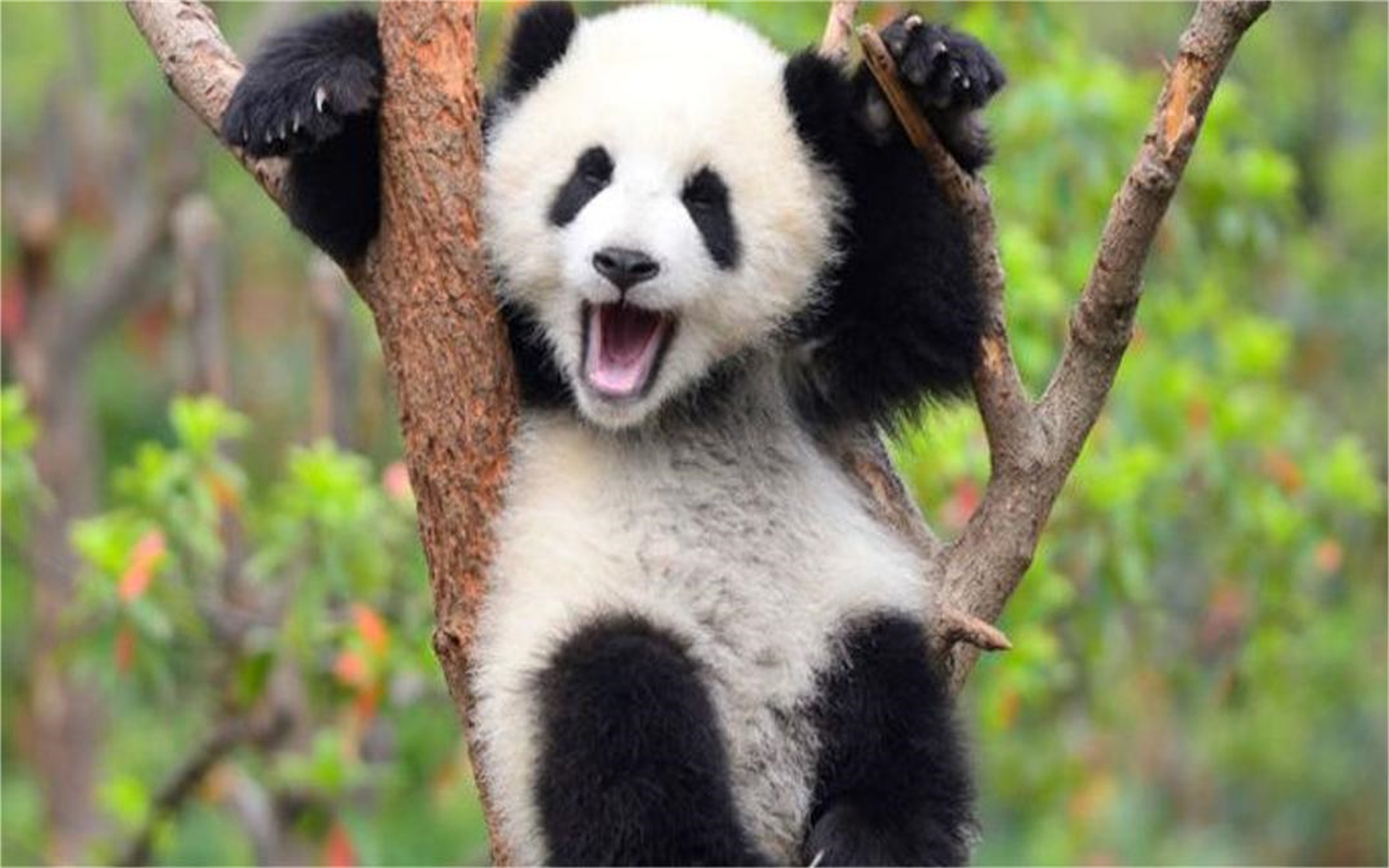 生活在俄罗斯的大熊猫,到底有多强悍?看完目瞪口呆!