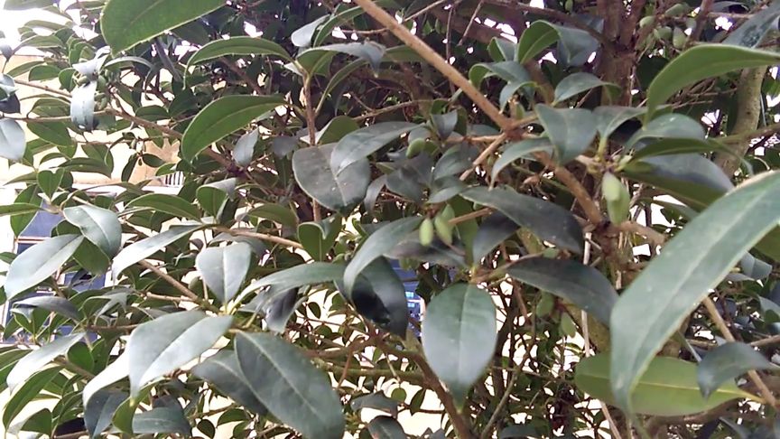 朋友们这棵桂花树上结了籽,你们家这树结不结籽呀?