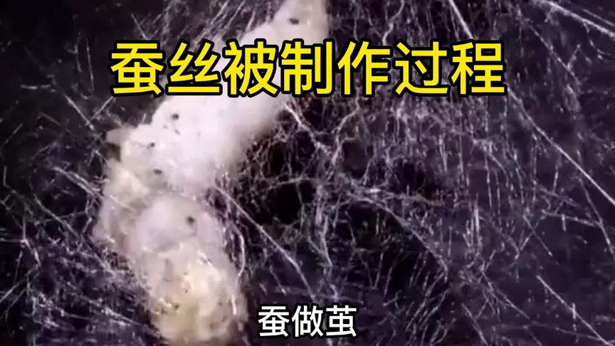 蚕丝被制作过程!老手艺人传承经典!#蚕丝被制作过程#手工蚕丝被
