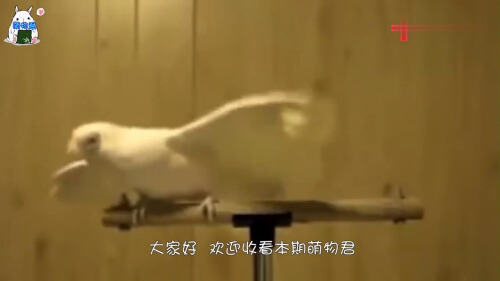 狗狗跳舞集景:狗狗深受人类的影响,都成为了跳舞大师!