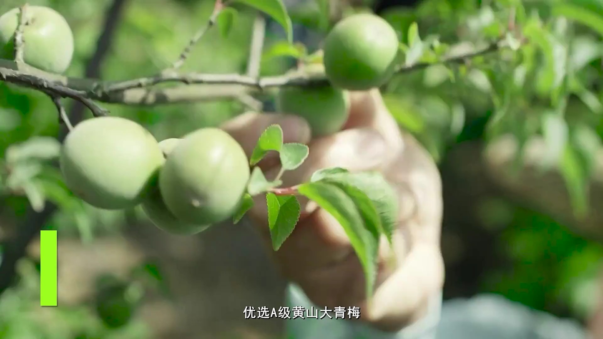 大家常吃的食品/食品广告/食品产品宣传片/食品企业宣传片