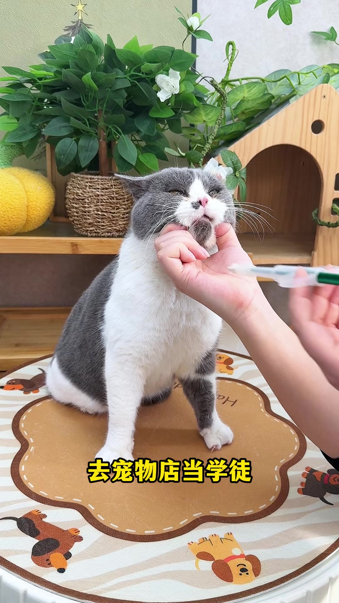 去宠物店当学徒才学会的喂药小技巧#宠物喂药器 #猫咪吃药 #养宠阶段...