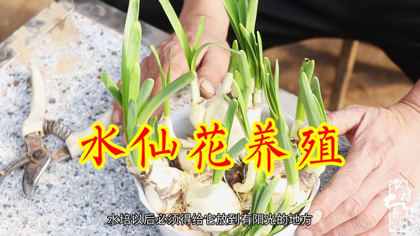 养好水仙花，学会“巧动手”，花开艳丽株型美观！