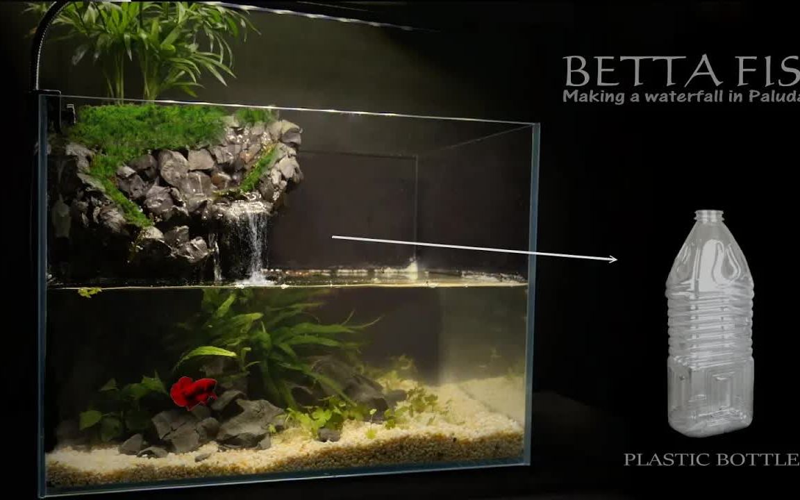如何用塑料瓶制作瀑布斗鱼缸.无二氧化碳,无过滤器,无蕨类.